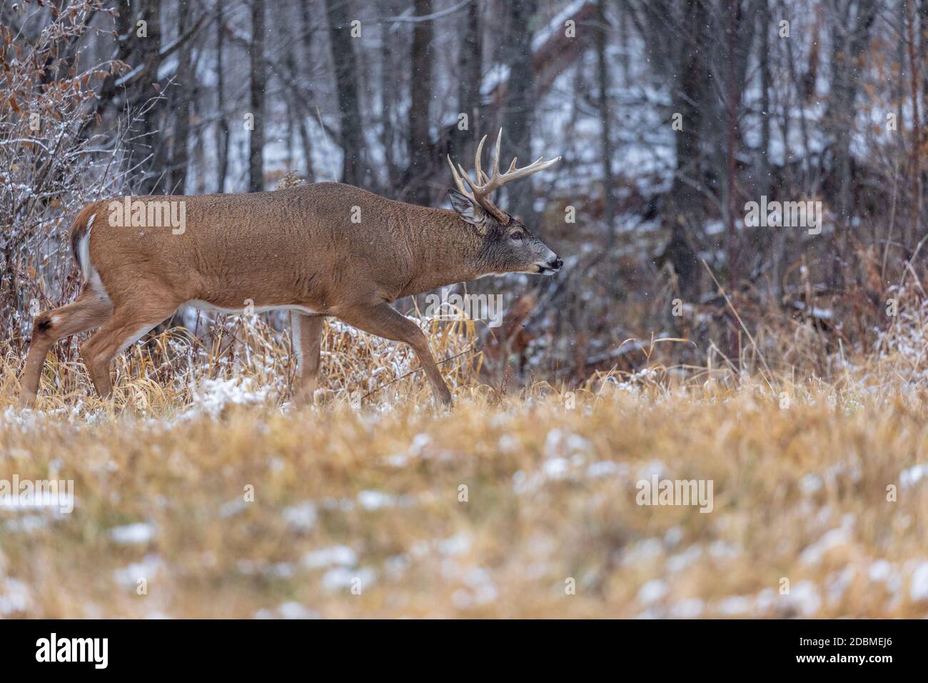 White-tailed buck during the rut in northern Wisconsin Stock Photo - Alamy