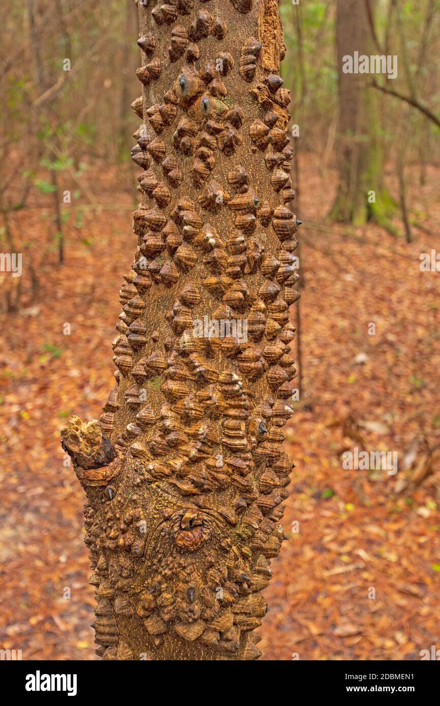 Hercules Club Tree Bark in the Forest in the Big Thicket National ...