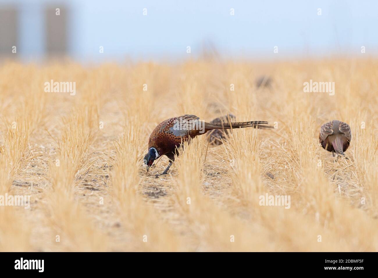 A flock of Pheasants in South Dakota on an autumn day Stock Photo - Alamy
