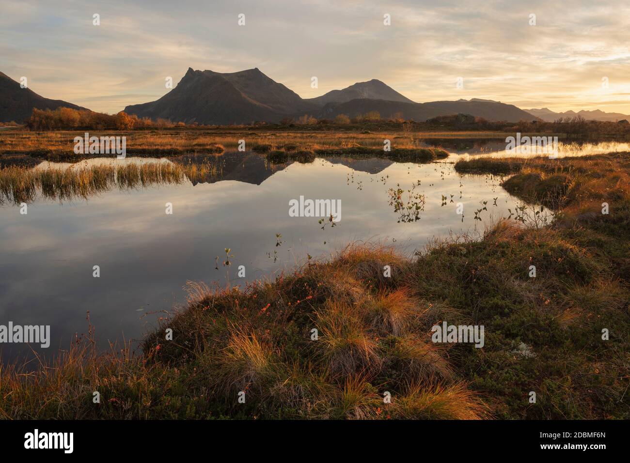 Small marsh pond on Gimsøy, Lofoten Islands, Norway Stock Photo - Alamy