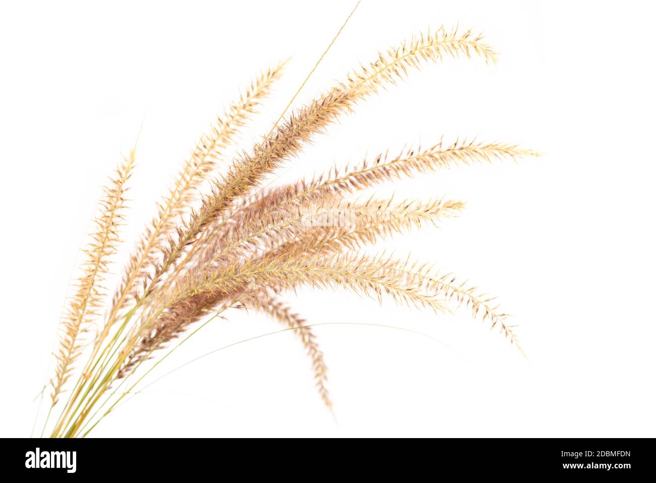 Golden dry meadow grass Cut Out Stock Images & Pictures - Alamy