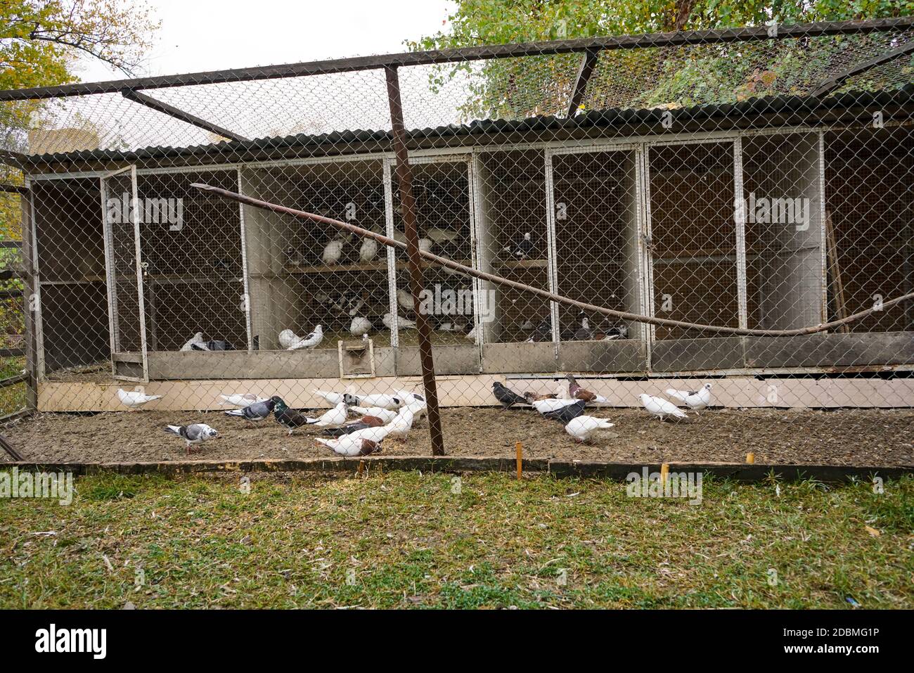 Large big Wooden dovecote. Doves eating and walking around Stock Photo ...