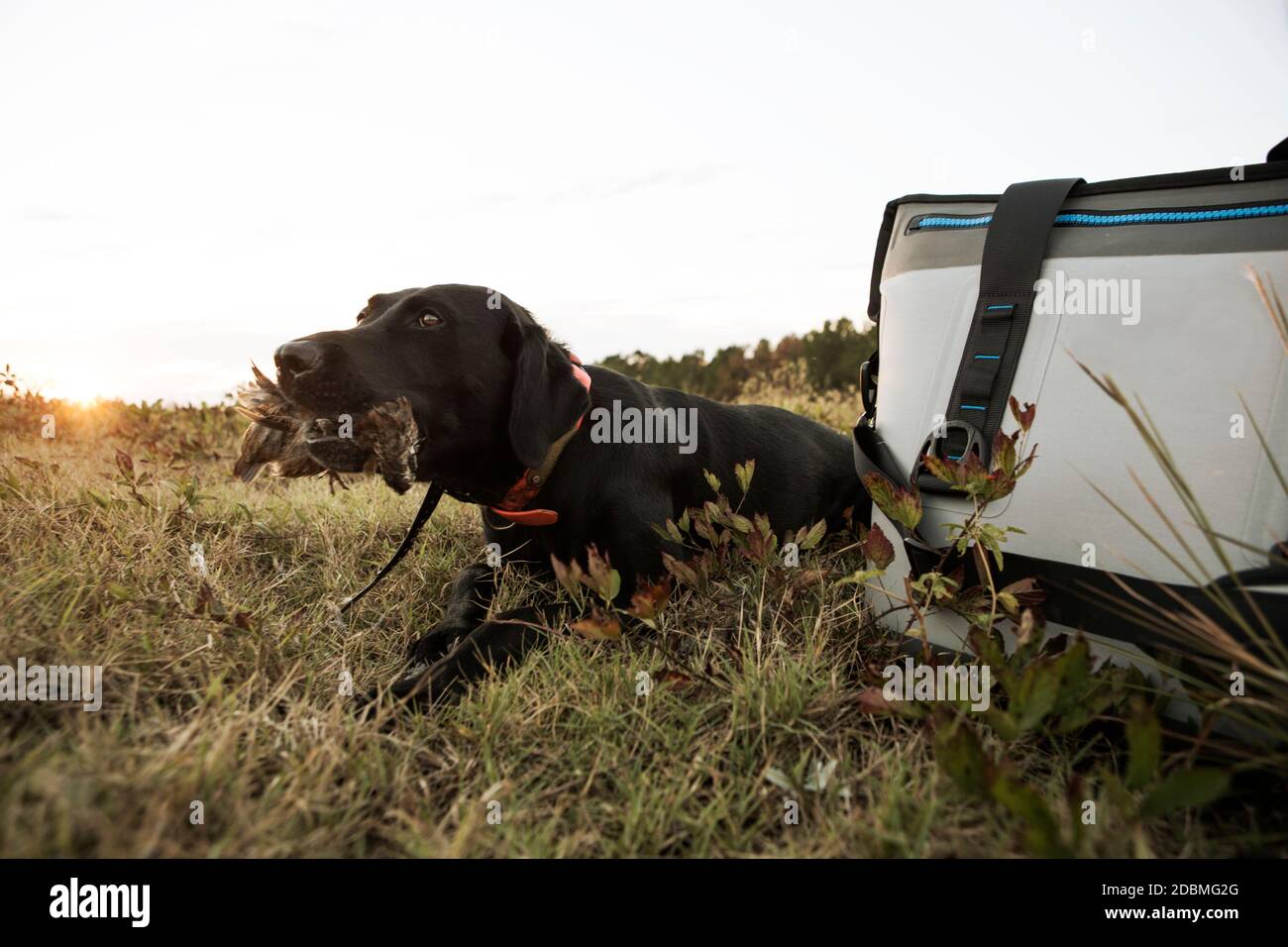 Portrait of black labrador dog with bird on his mouth after hunt ...