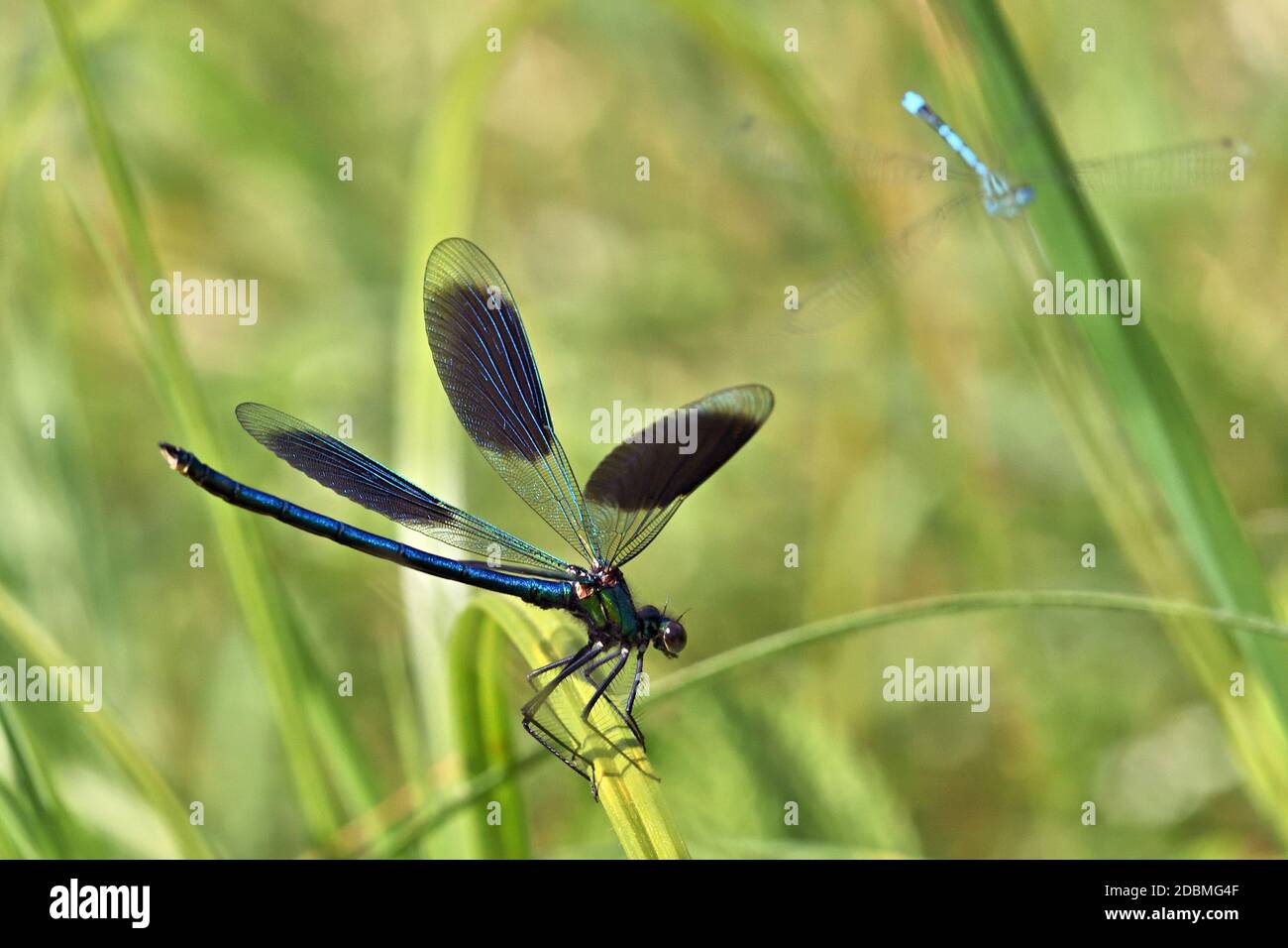 Banded Dragonfly II Stock Photo - Alamy
