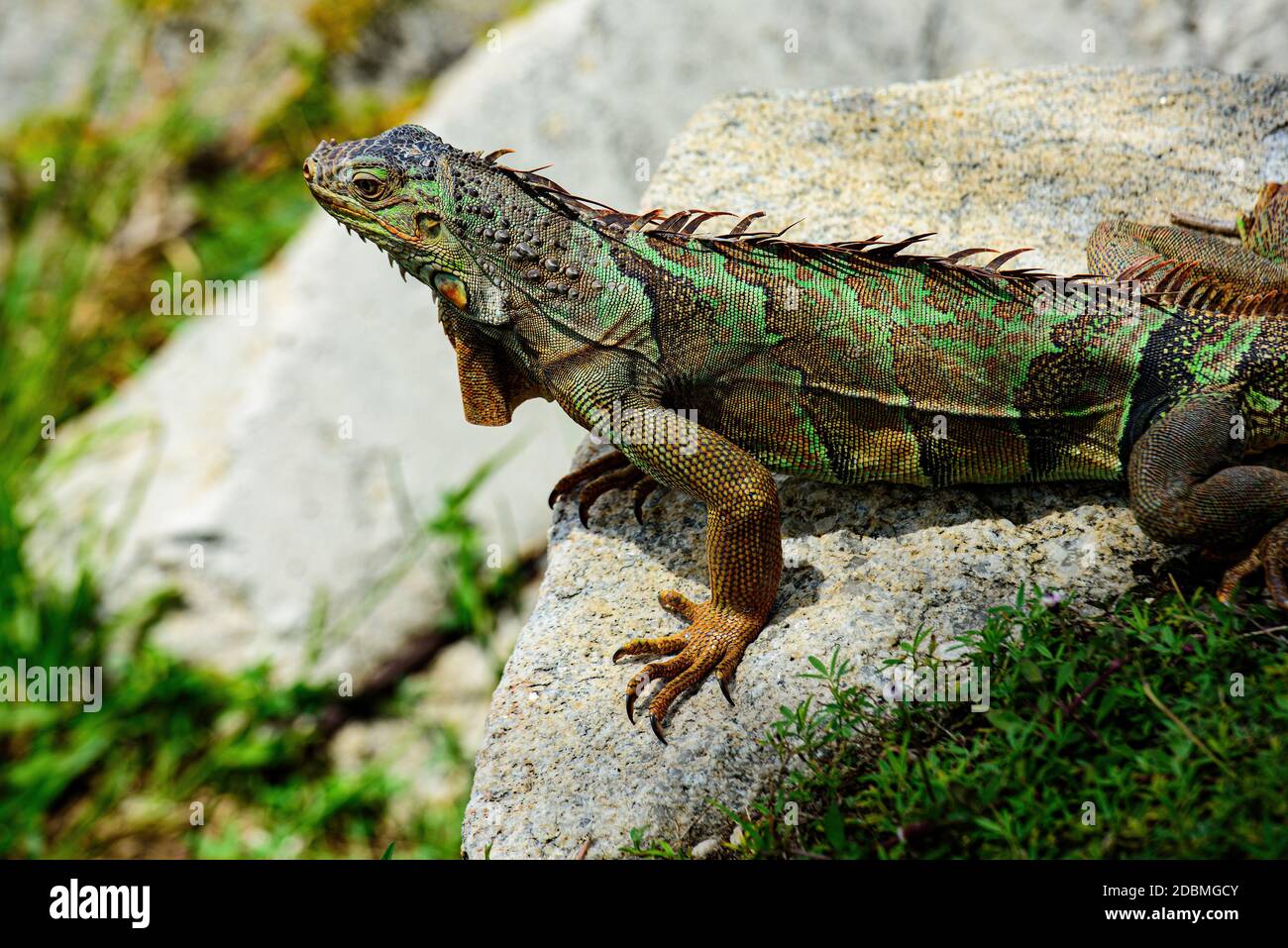 Green lizards iguana. Big iguana on an nature Stock Photo - Alamy