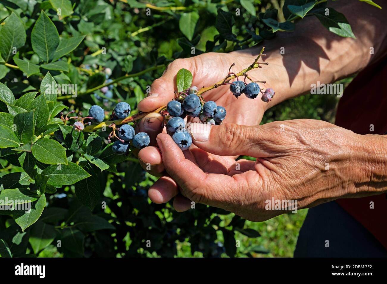 Self pick farm hi-res stock photography and images - Alamy