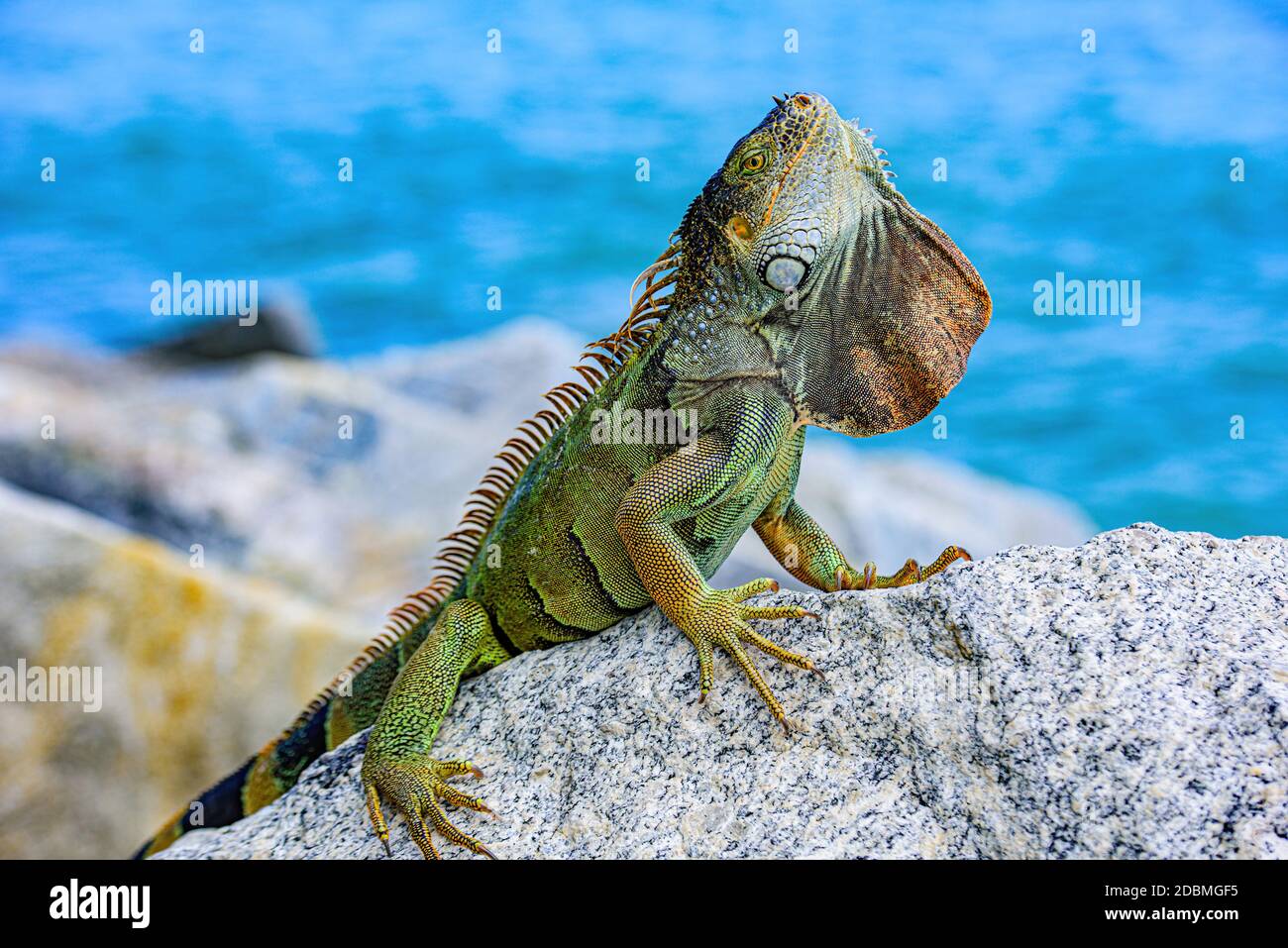 Close up of green iguana, Latin name Iguana iguana, in the south ...