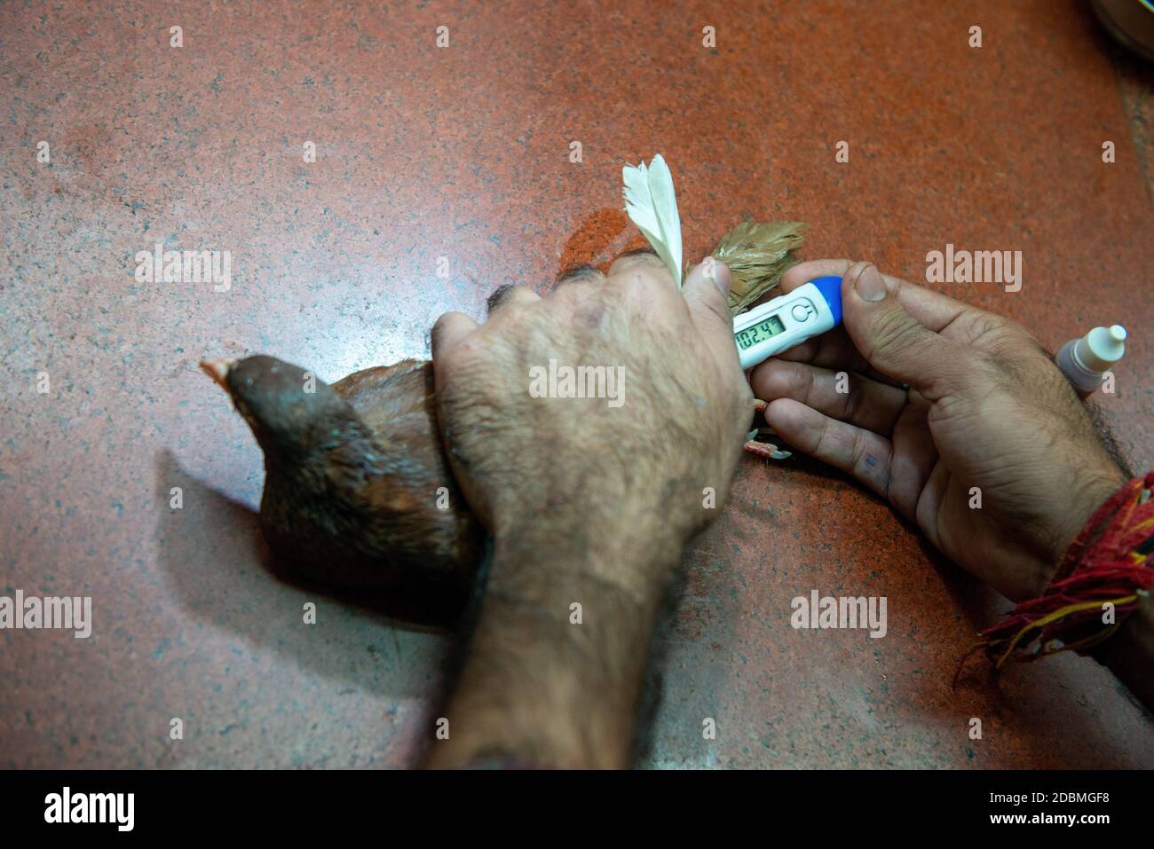 An avian veterinarian checking the temperature of a sick bird.It is not ...