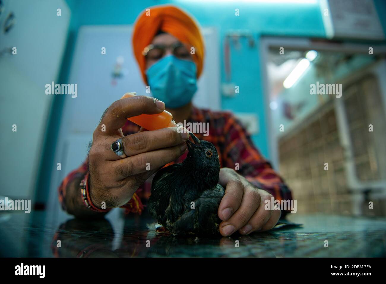 Dehydrated bird india hi-res stock photography and images - Alamy