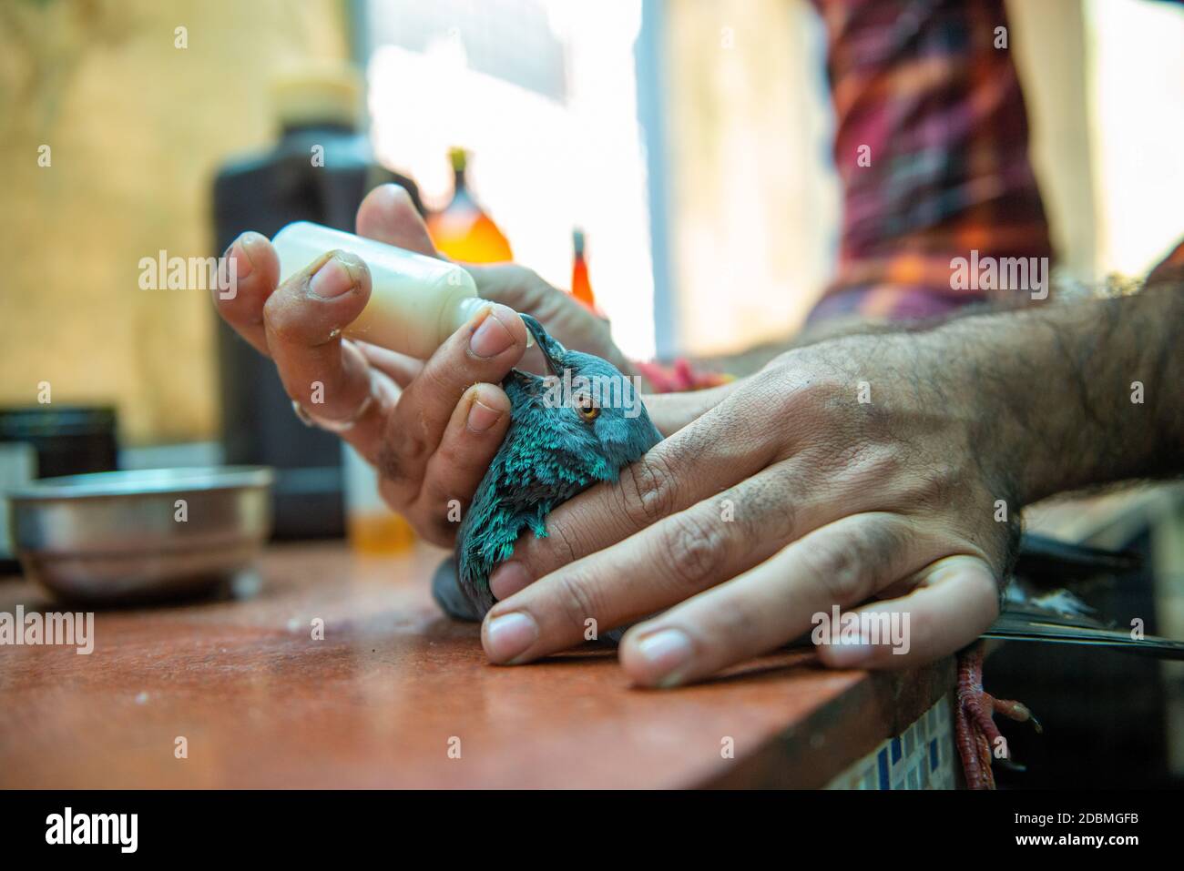 Sick bird hi-res stock photography and images - Alamy