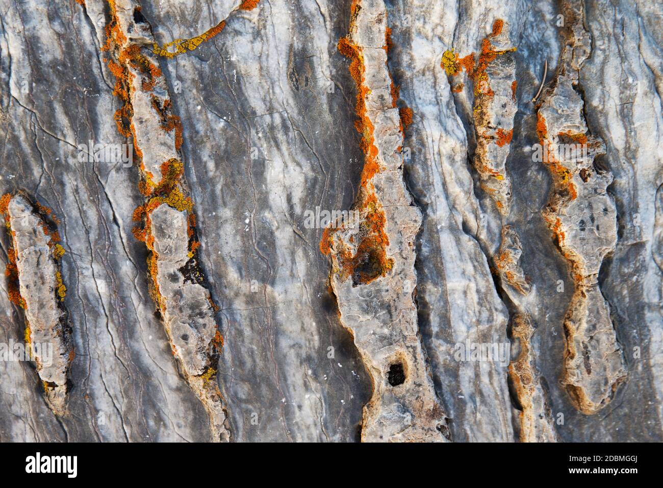 Limestone detail hi-res stock photography and images - Alamy