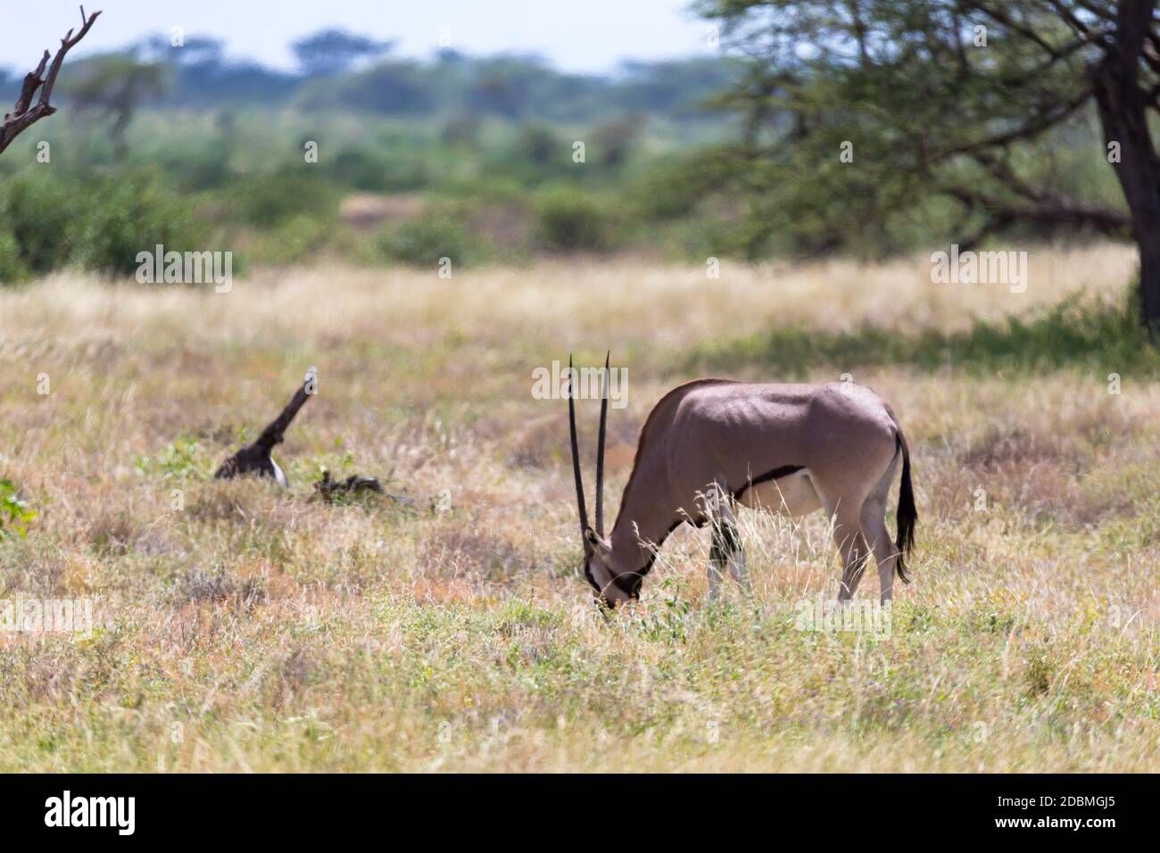 The Oryx family stands in the pasture surrounded by green grass and ...