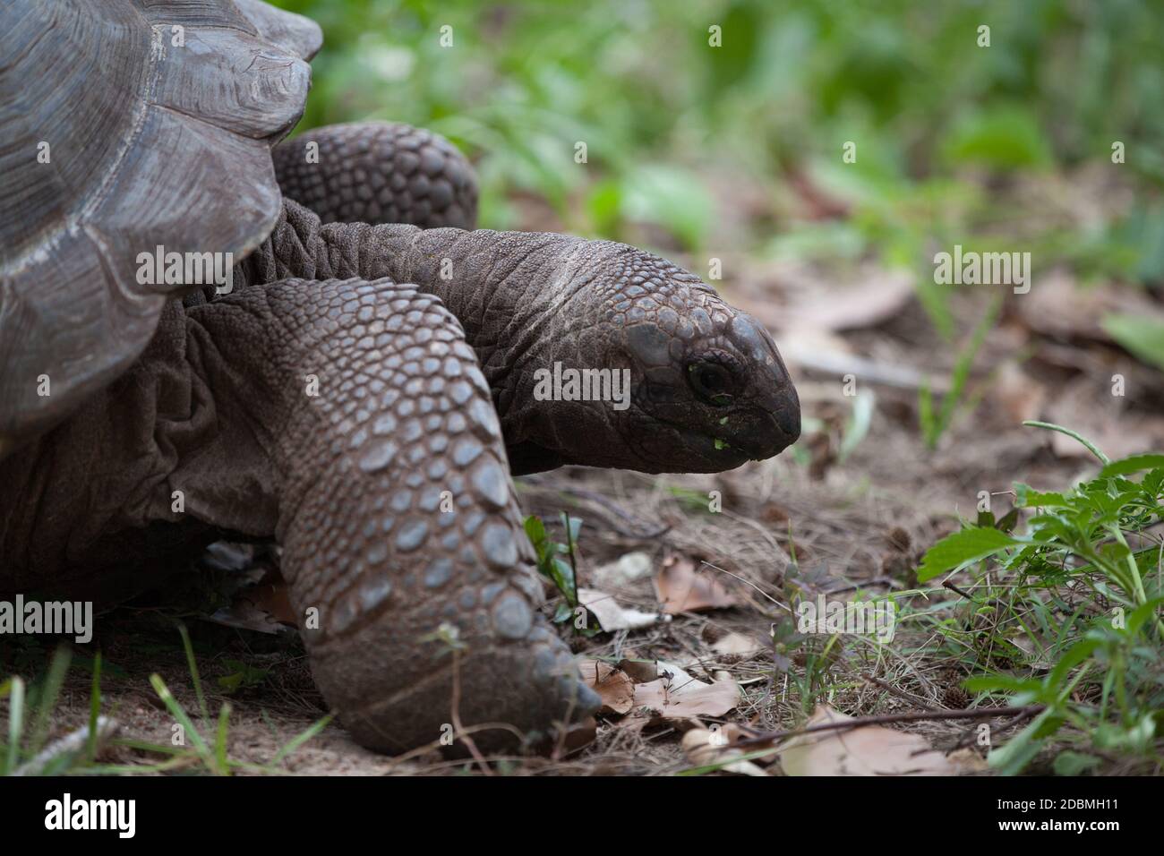 A big turtle between the gras Stock Photo - Alamy