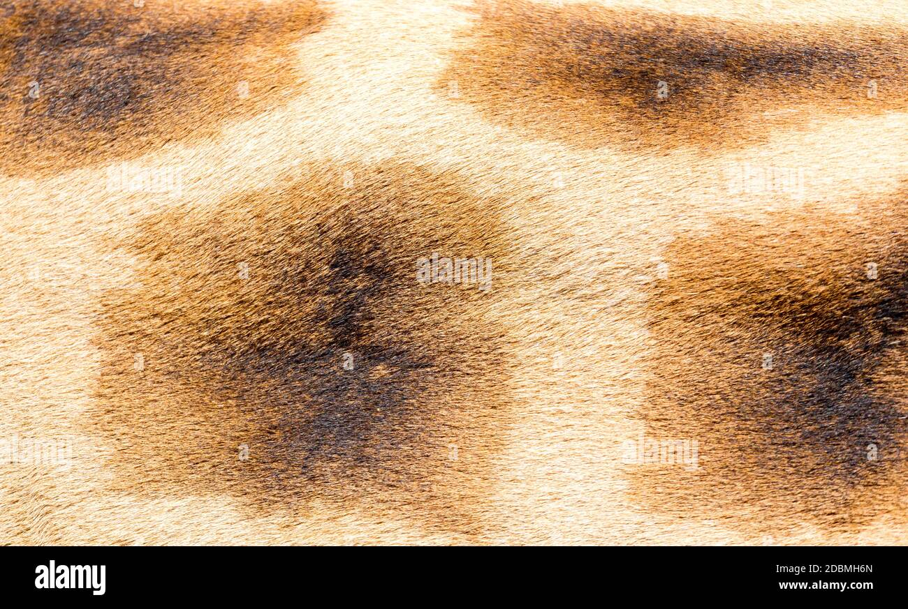 A fur of a giraffe in close-up Stock Photo - Alamy