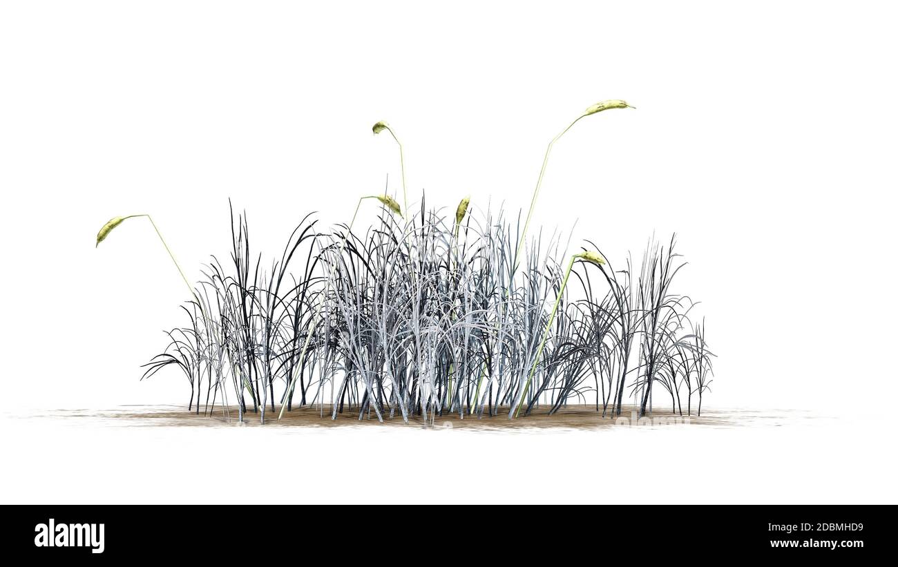 Cattail in winter - isolated on white background Stock Photo - Alamy