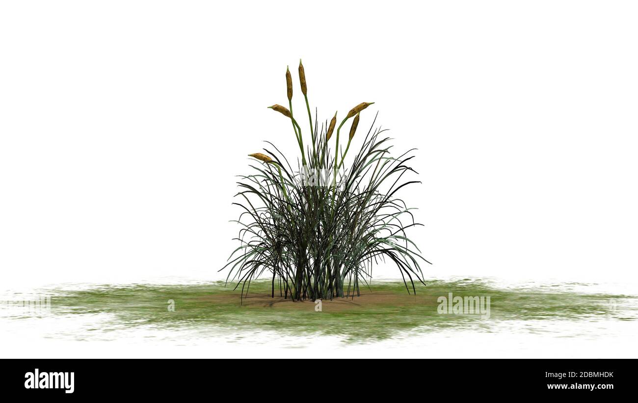 Cattail - isolated on white background Stock Photo - Alamy