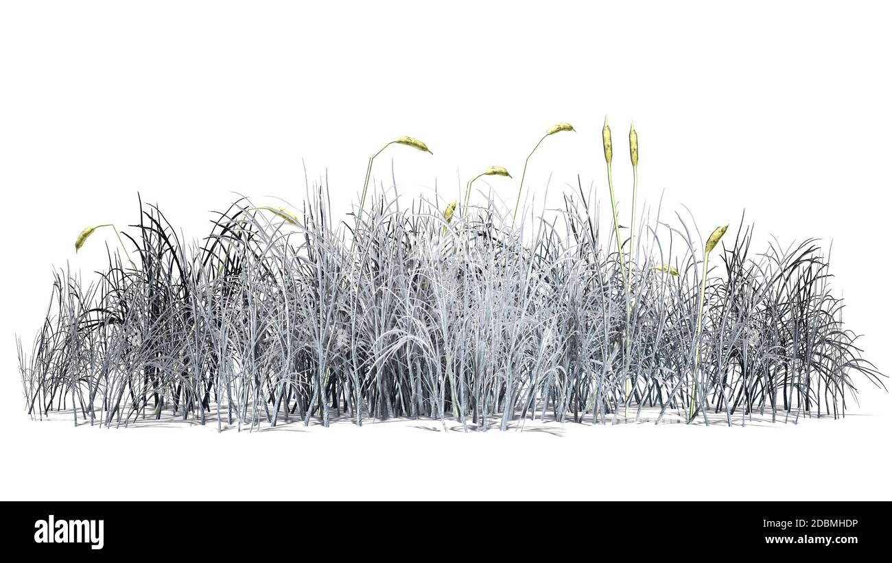 Cattail in winter - isolated on white background Stock Photo - Alamy