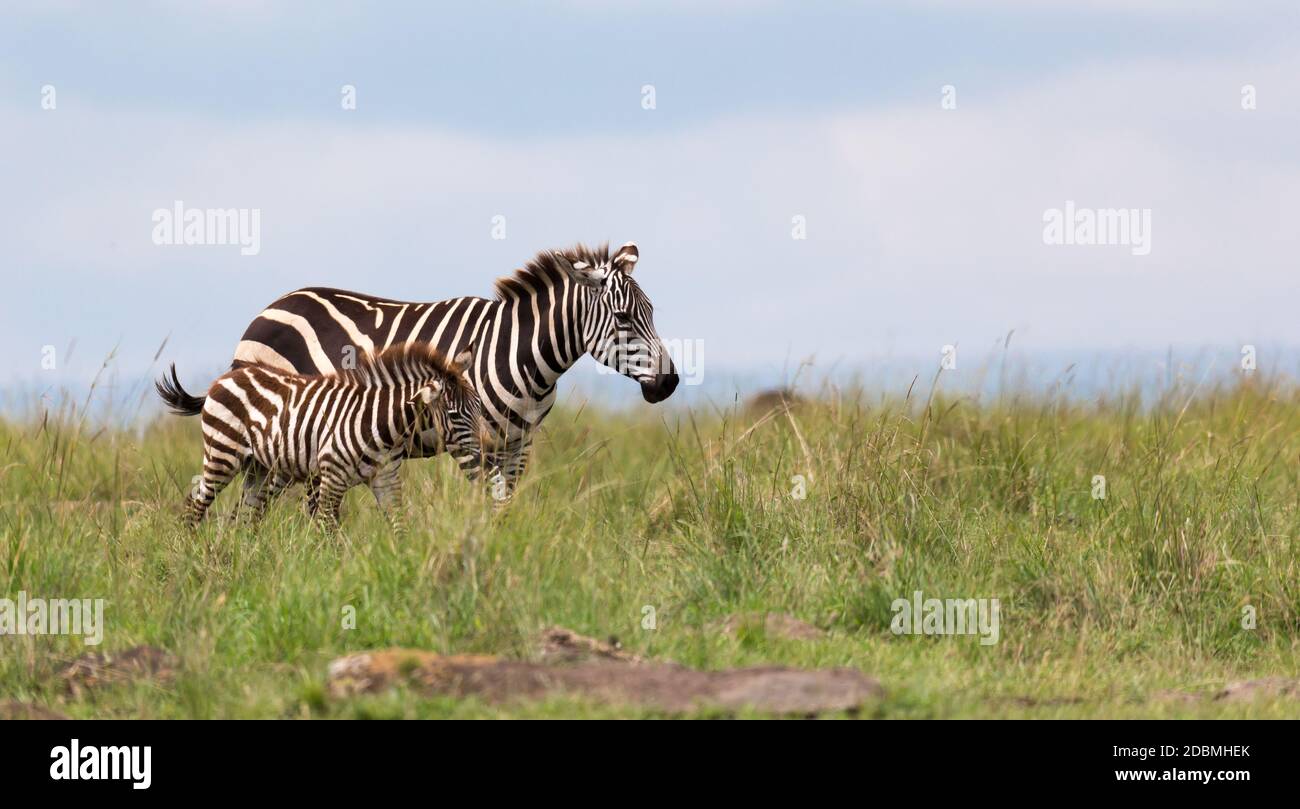 Zebras close to each other hi-res stock photography and images - Alamy