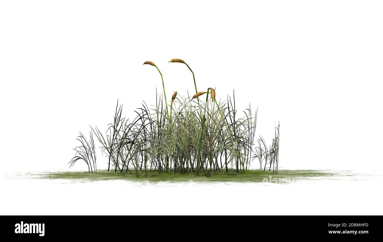 Cattail - isolated on white background Stock Photo - Alamy