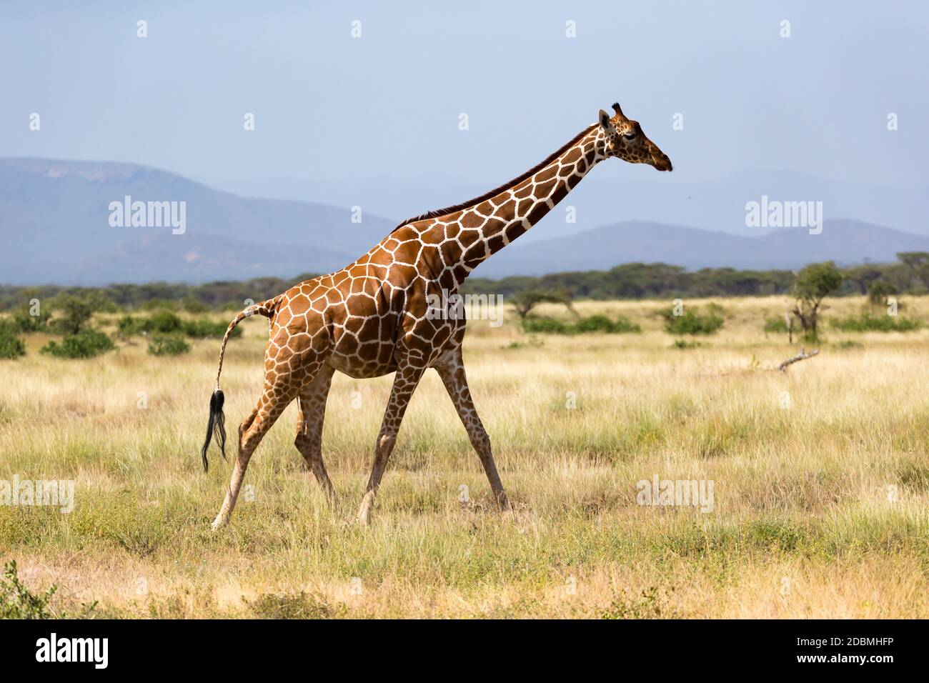 One giraffe walk through the savannah between the plants Stock Photo - Alamy
