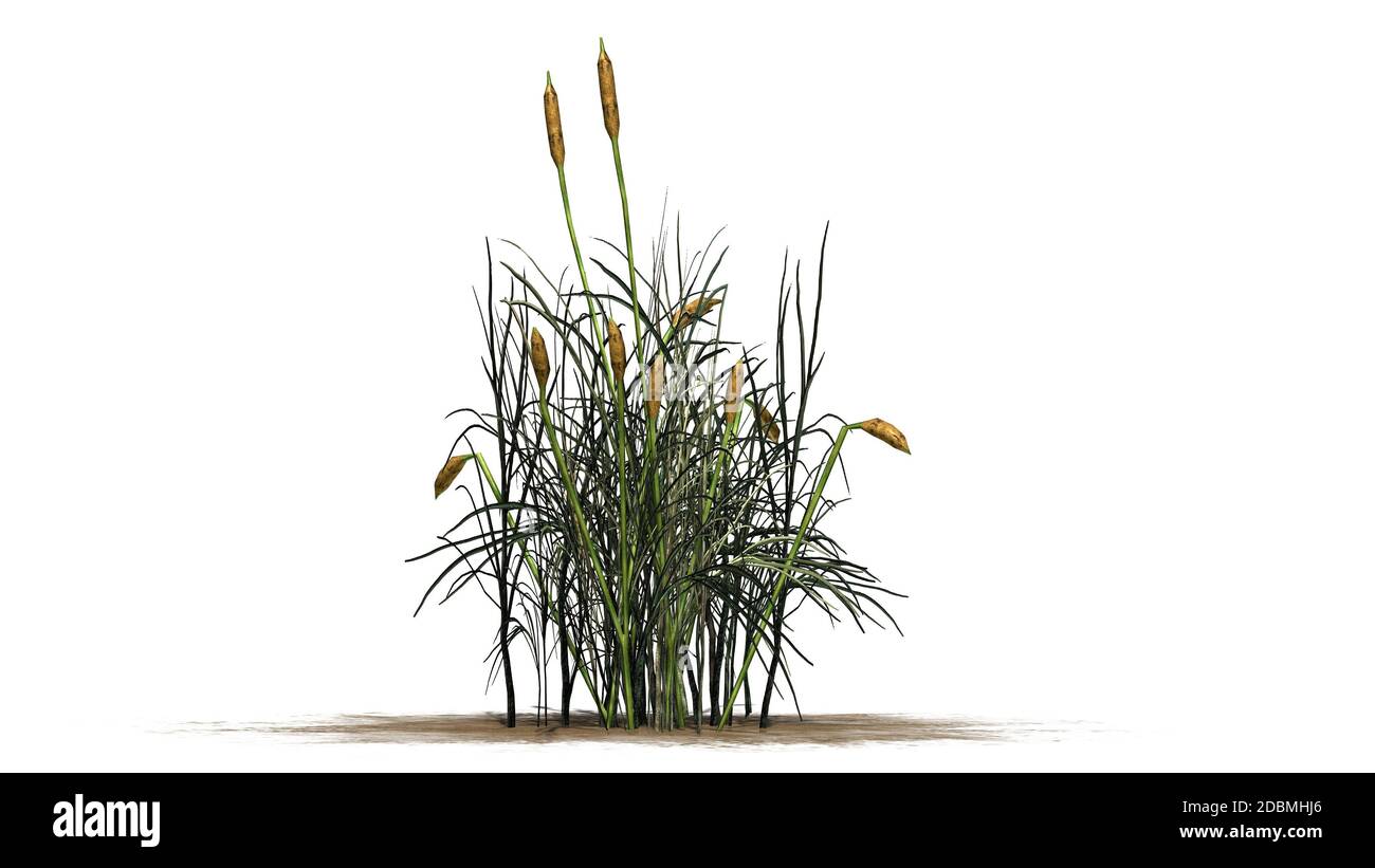 Cattail - isolated on white background Stock Photo - Alamy
