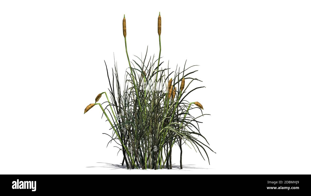 Cattail - isolated on white background Stock Photo - Alamy