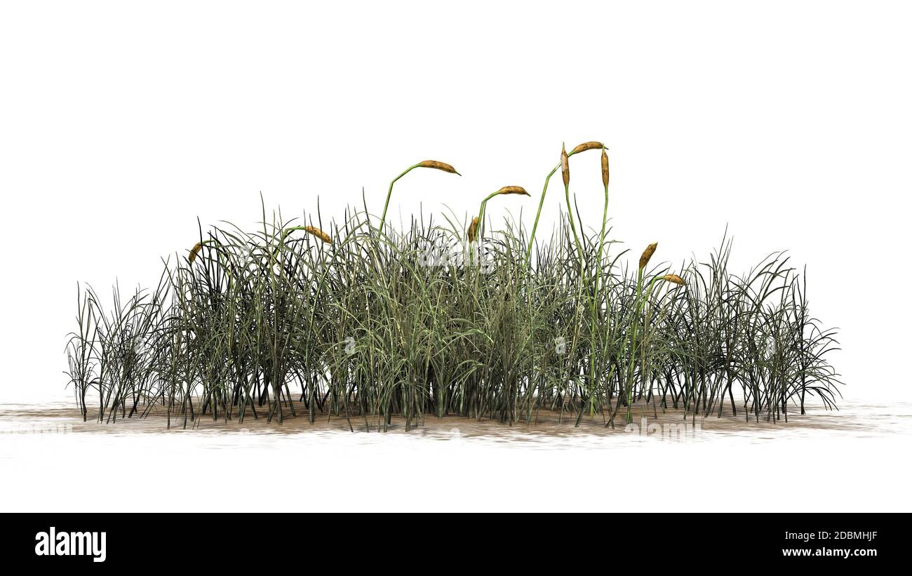 Cattail bulrush marsh grass Cut Out Stock Images & Pictures - Alamy