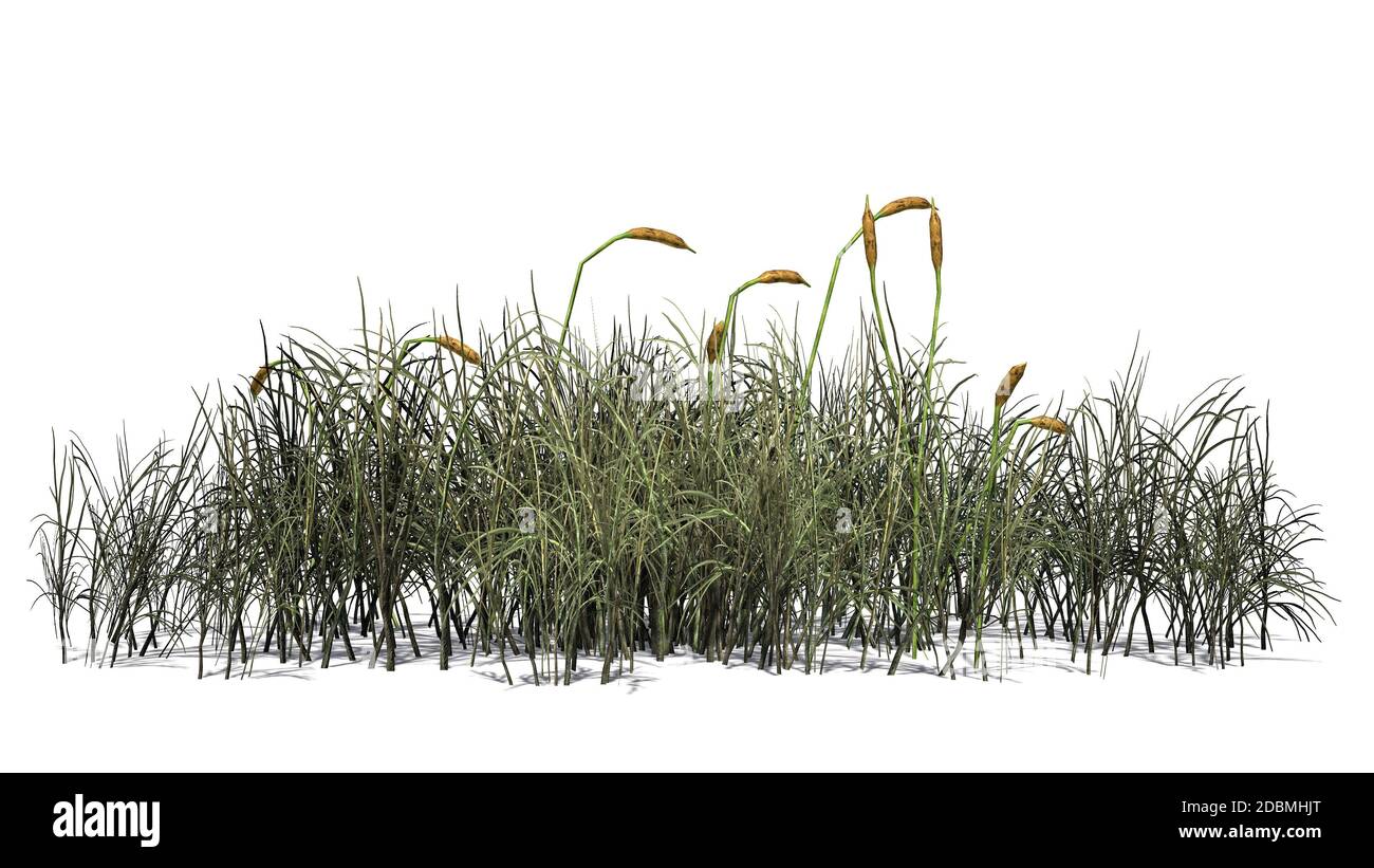 Cattail - isolated on white background Stock Photo - Alamy