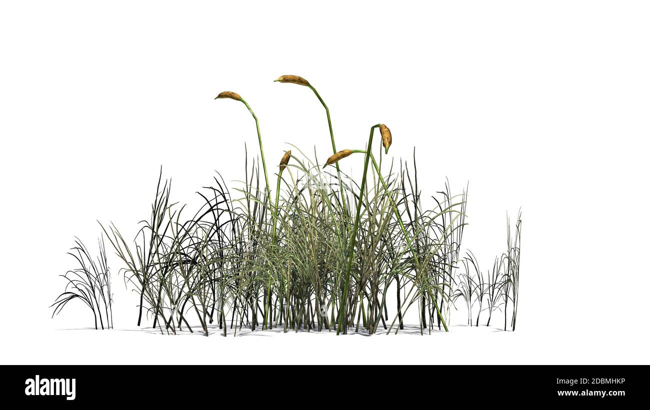 Cattail - isolated on white background Stock Photo - Alamy