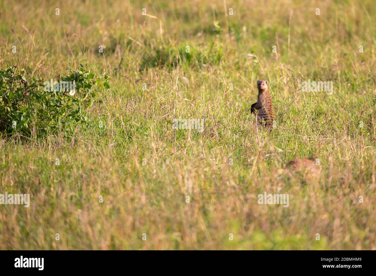 A mongus in the grass landscape between the bushes Stock Photo - Alamy
