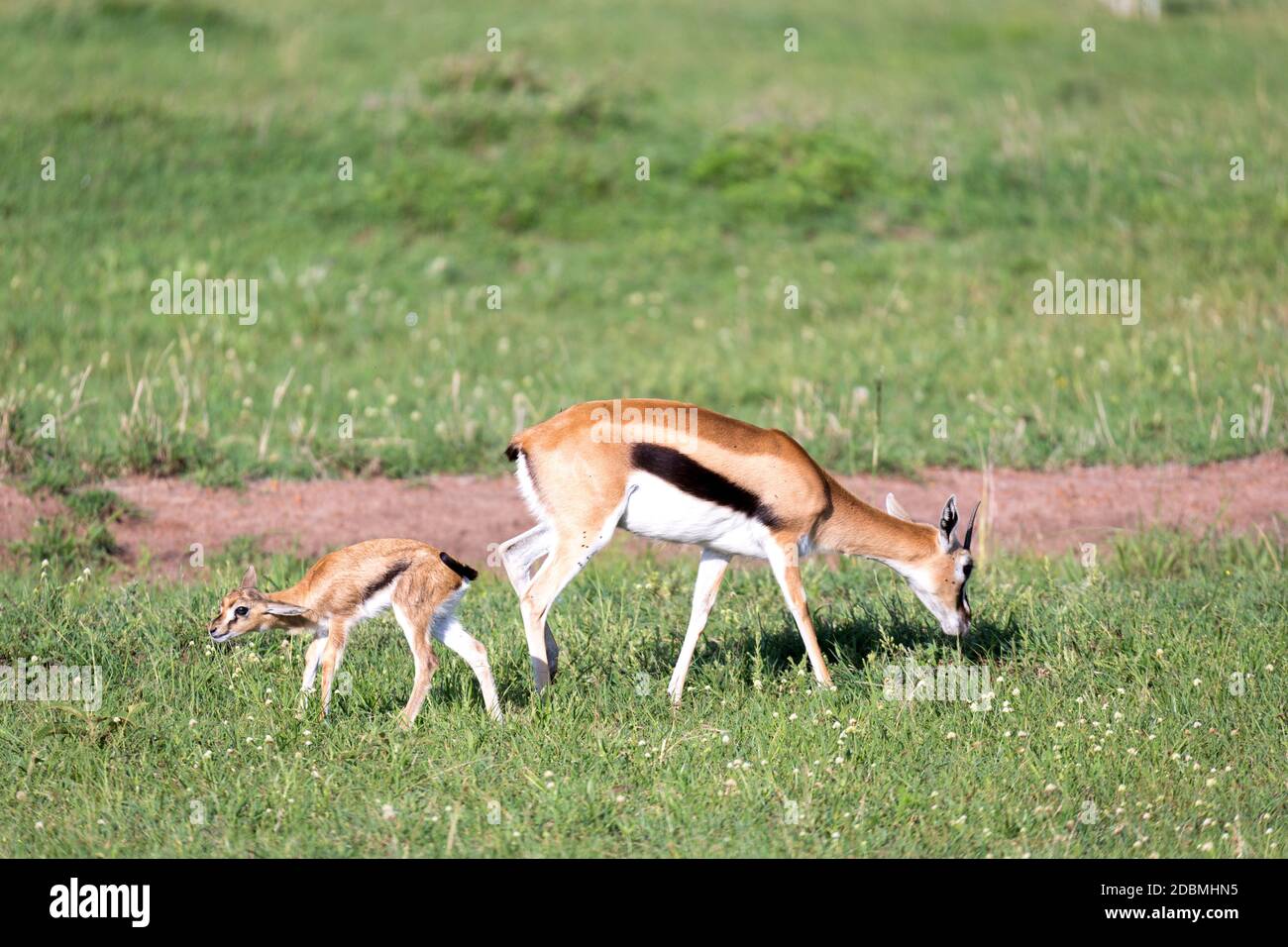 The Thomson gazelles in the middle of a grassy landscape in the Kenyan ...