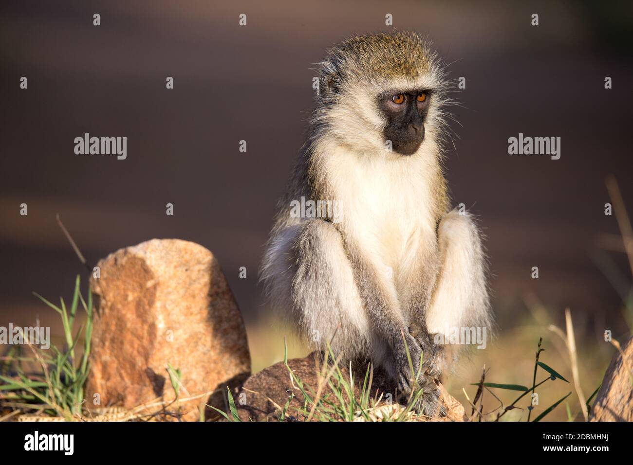 The monkey sits and looks around Stock Photo - Alamy