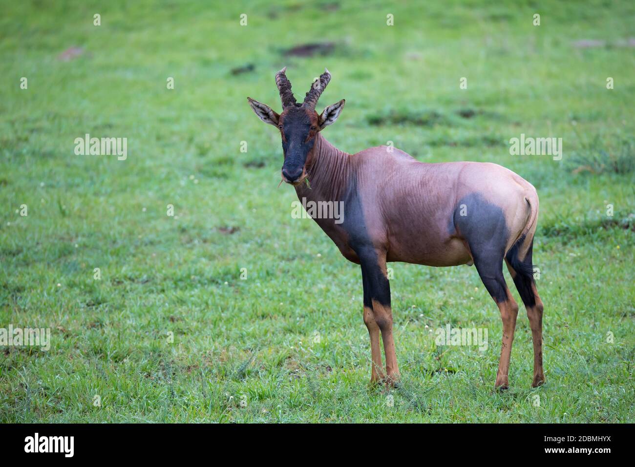 A Topi antelope in the grassland of Kenya's savannah Stock Photo - Alamy