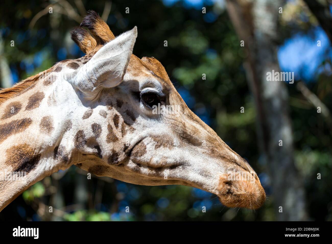 A close-up of one giraffe's head Stock Photo - Alamy