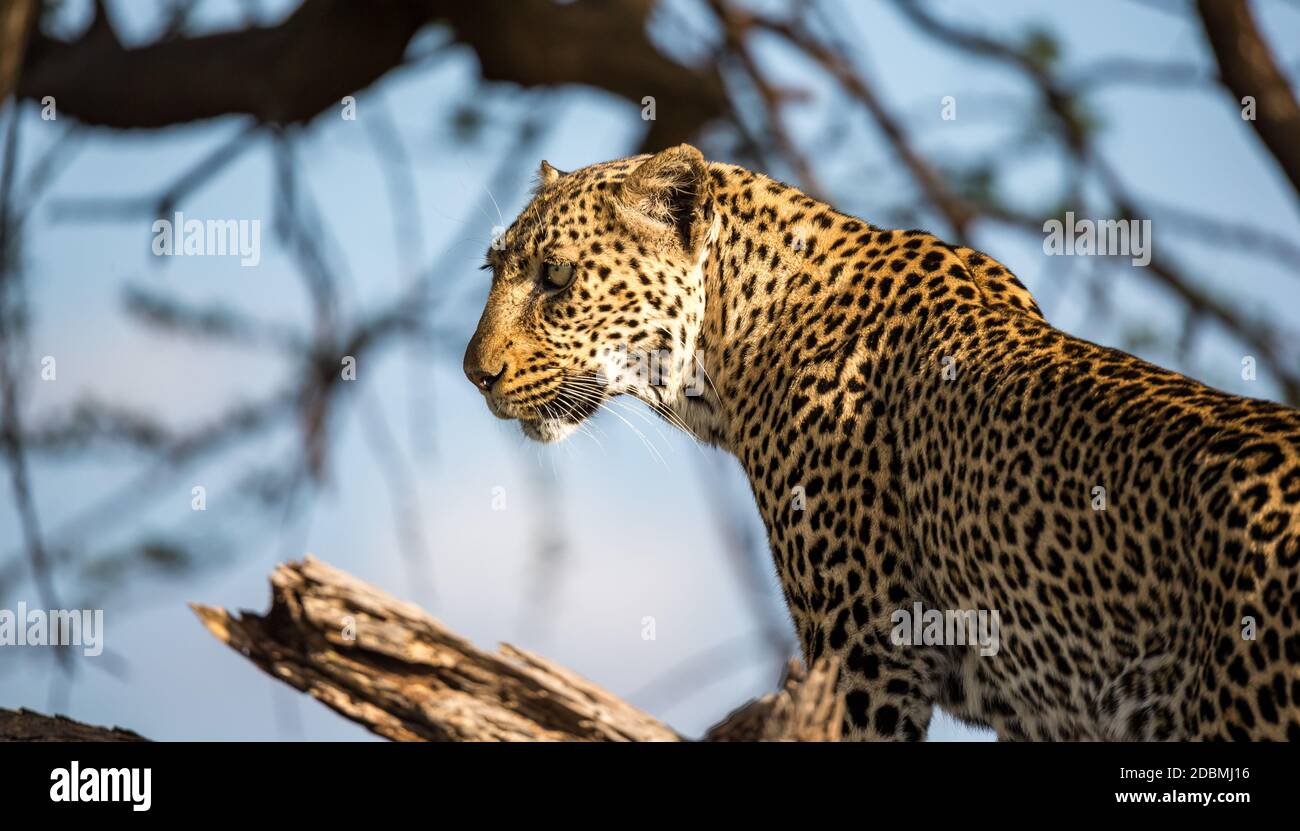 A face of a very beautiful leopard Stock Photo - Alamy