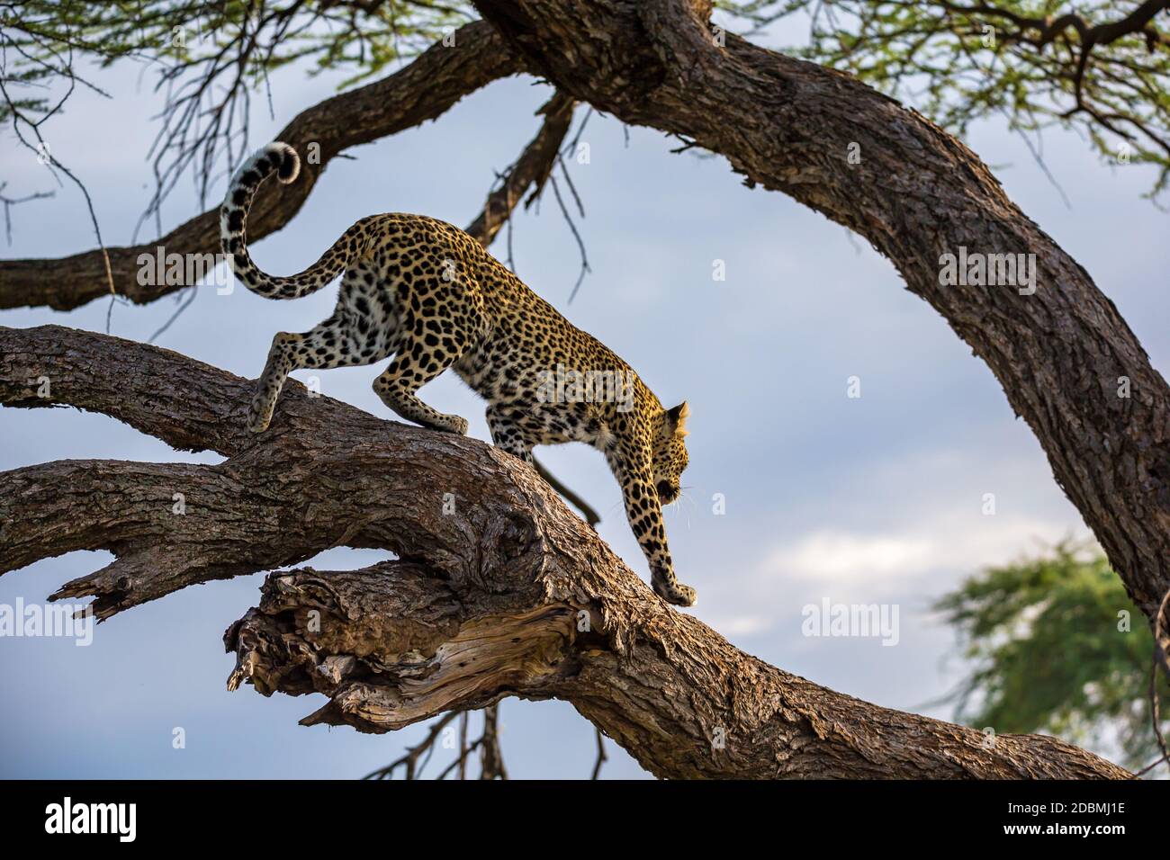 Leopard walking down tree hi-res stock photography and images - Alamy