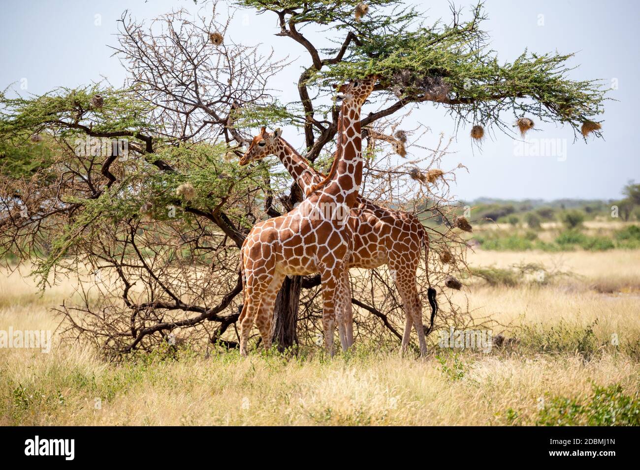 The Somalia giraffes eat the leaves of acacia trees Stock Photo - Alamy