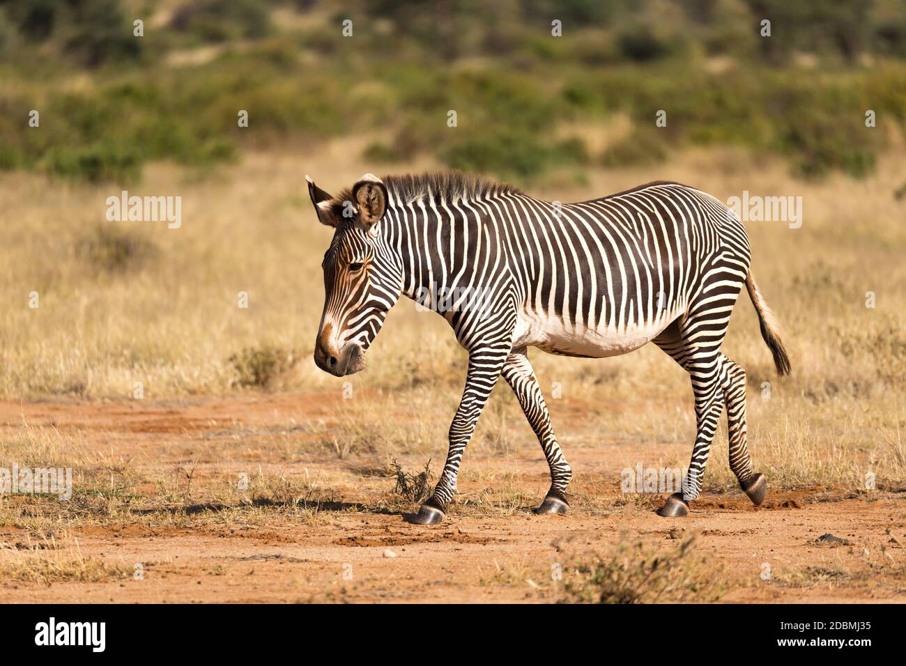 The Grevy Zebra is grazing in the countryside of Samburu in Kenya Stock ...