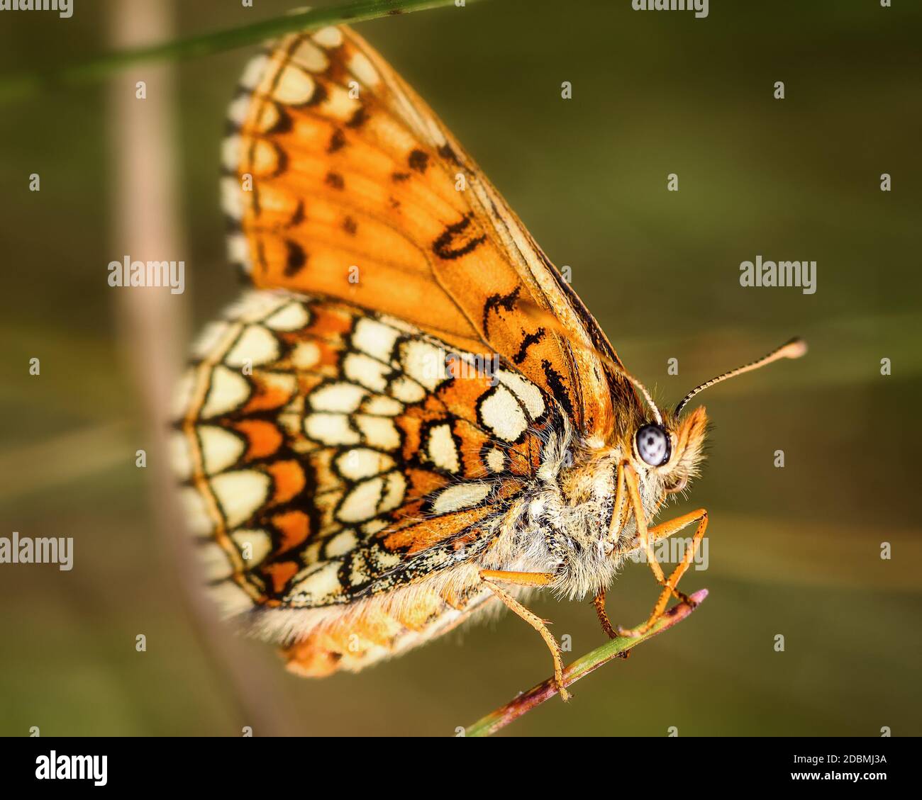 Butterfly side view closeup hi-res stock photography and images - Alamy