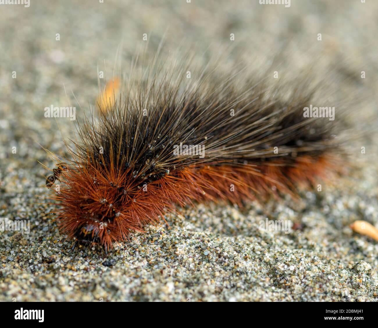Orange caterpillar hi-res stock photography and images - Alamy
