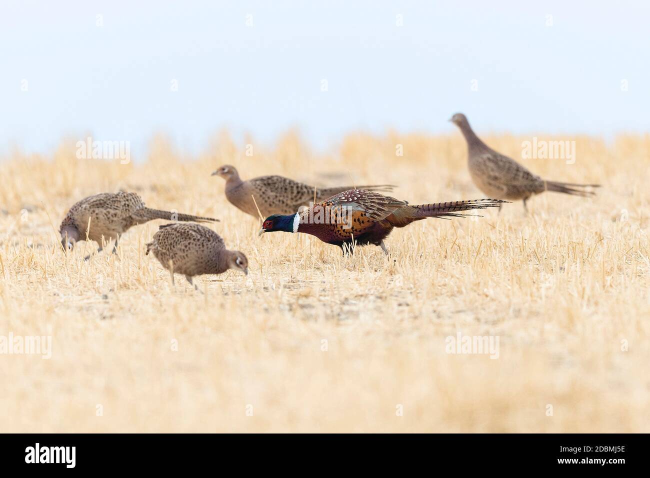 Hen pheasant flock hi-res stock photography and images - Alamy