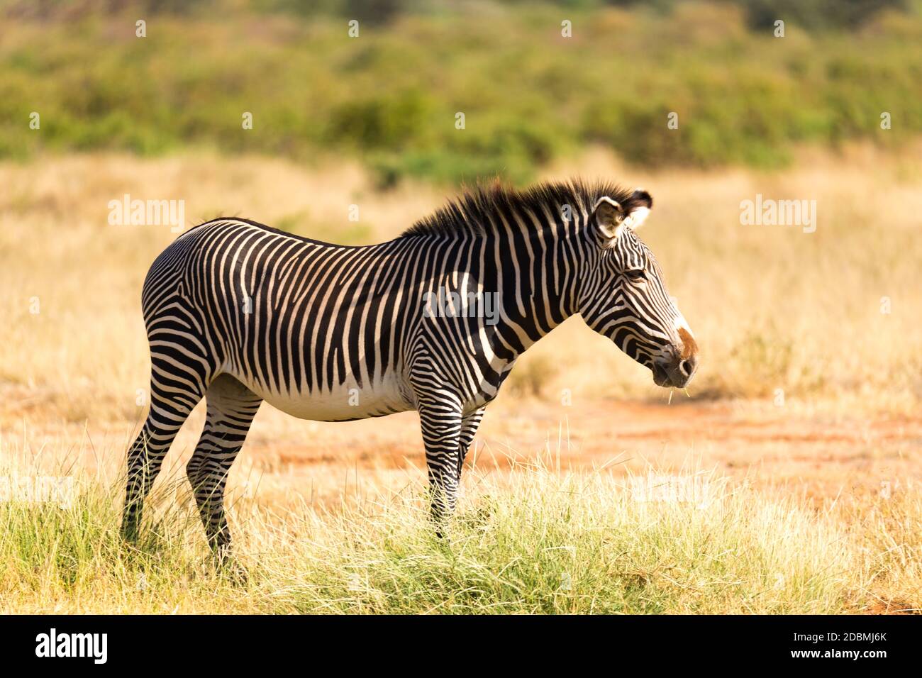 The Grevy Zebra is grazing in the countryside of Samburu in Kenya Stock ...