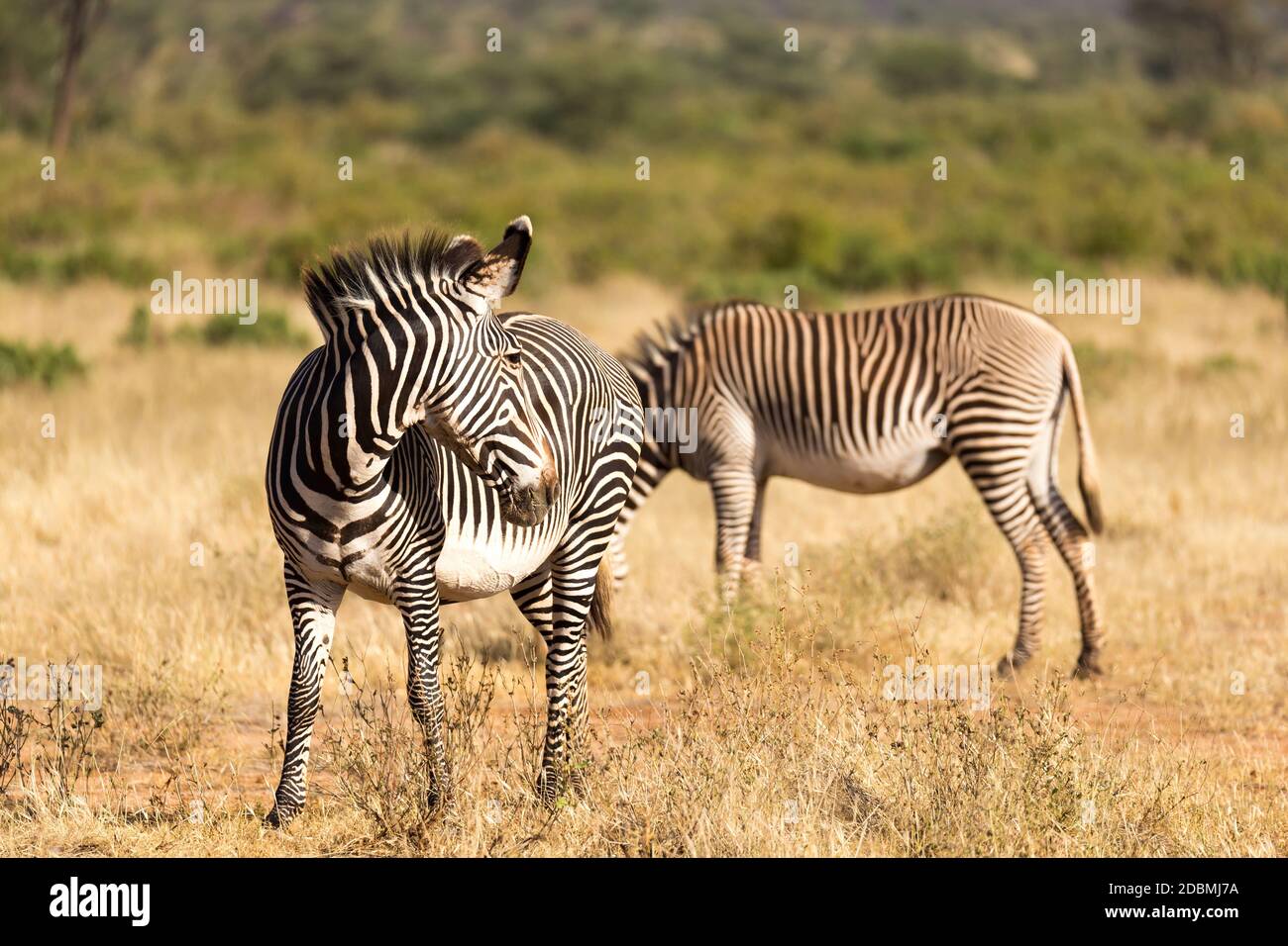 The Grevy Zebra is grazing in the countryside of Samburu in Kenya Stock ...