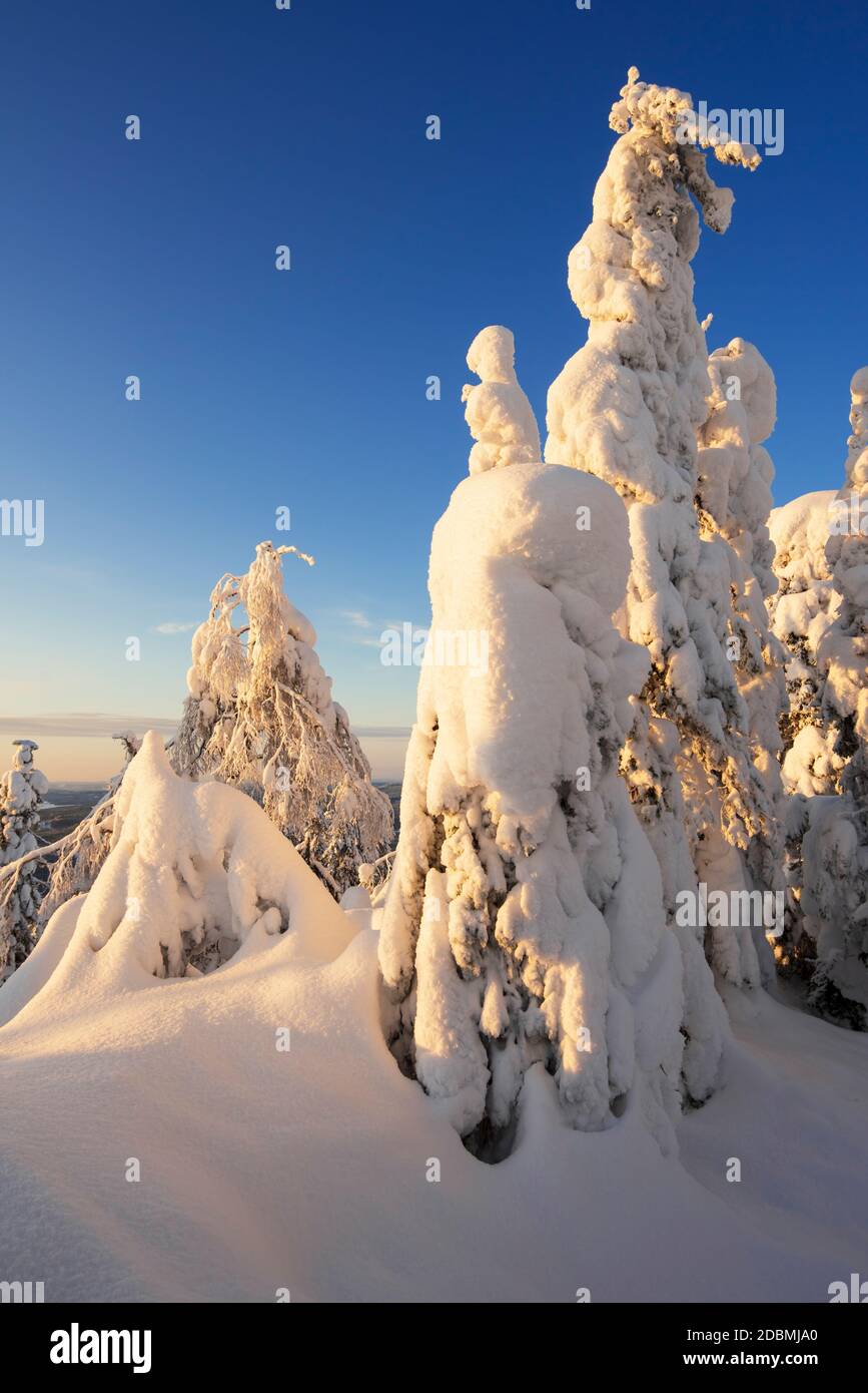 Snowy winter landscape in Koli National Park, Finland Stock Photo - Alamy