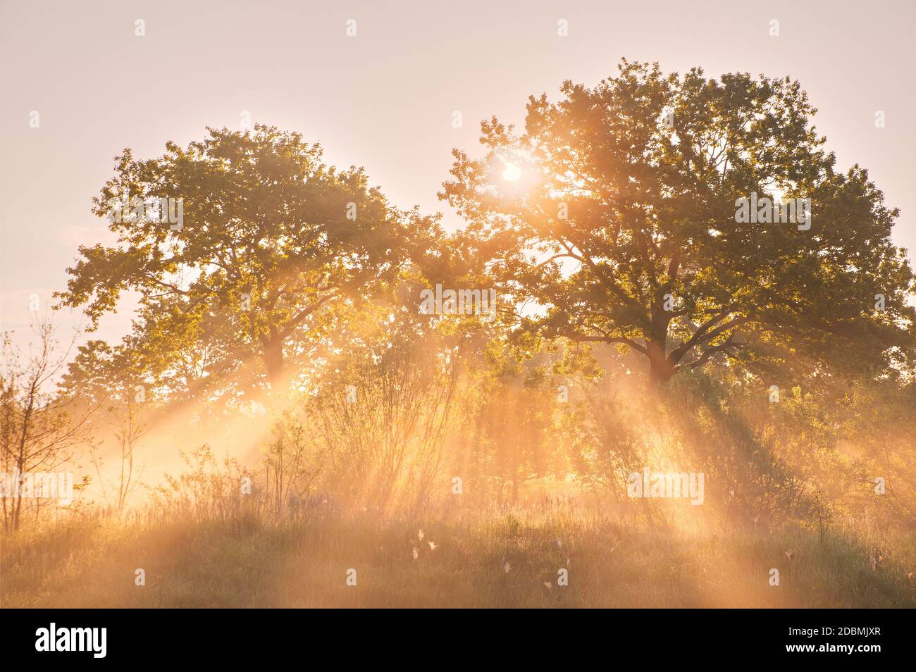 Oak tree grove hi-res stock photography and images - Alamy