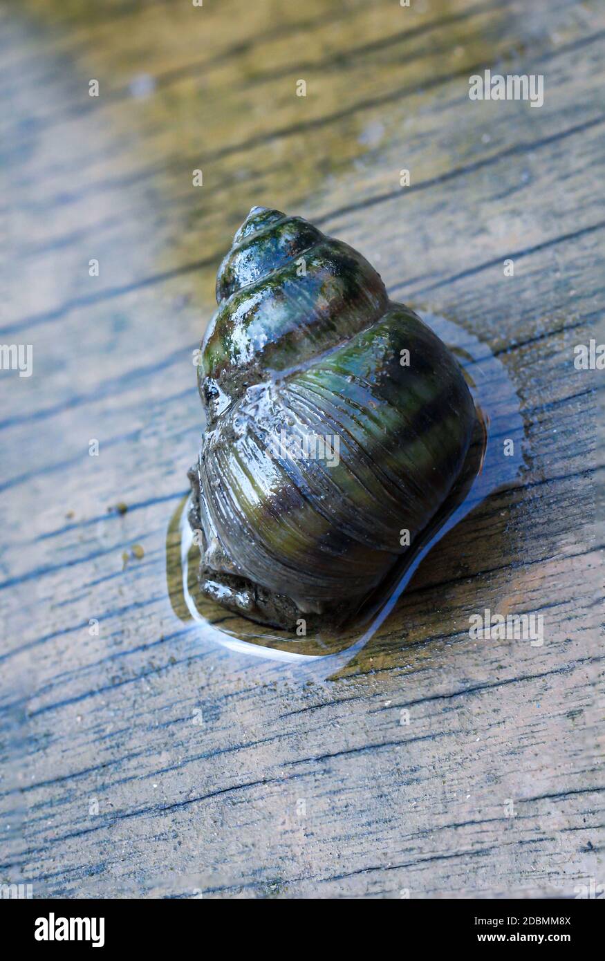Portrait of a marsh snail, Viviparidae, on a footbridge over a pond ...