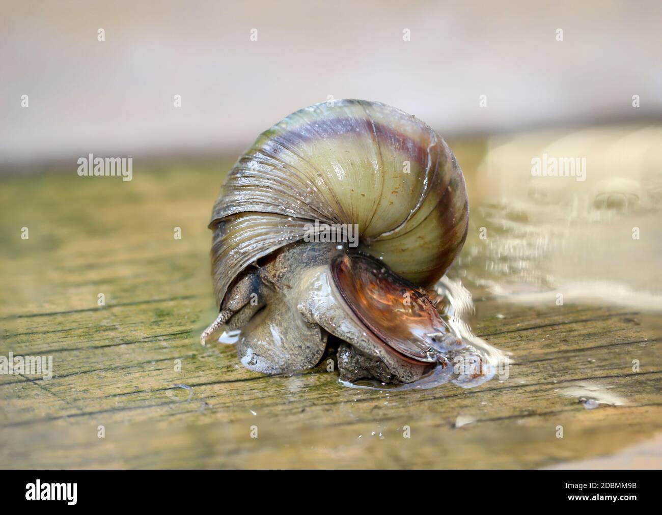 Viviparidae hi-res stock photography and images - Alamy
