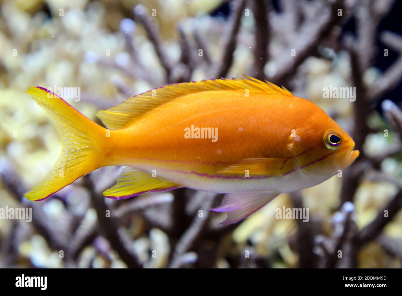 Aquarium under the water hi-res stock photography and images - Alamy