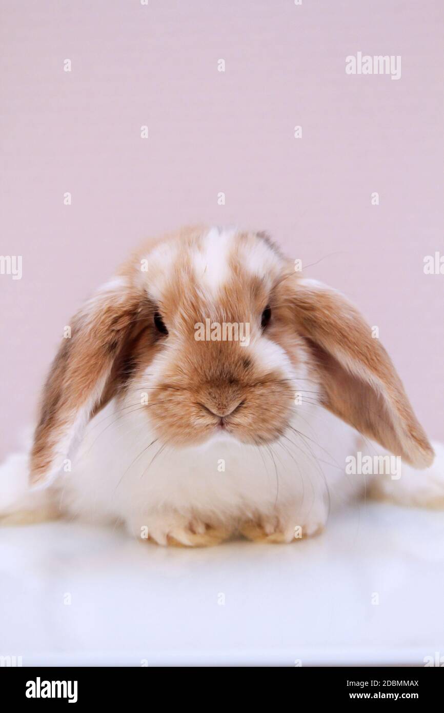 Portrait of a young dwarf rabbit Stock Photo - Alamy