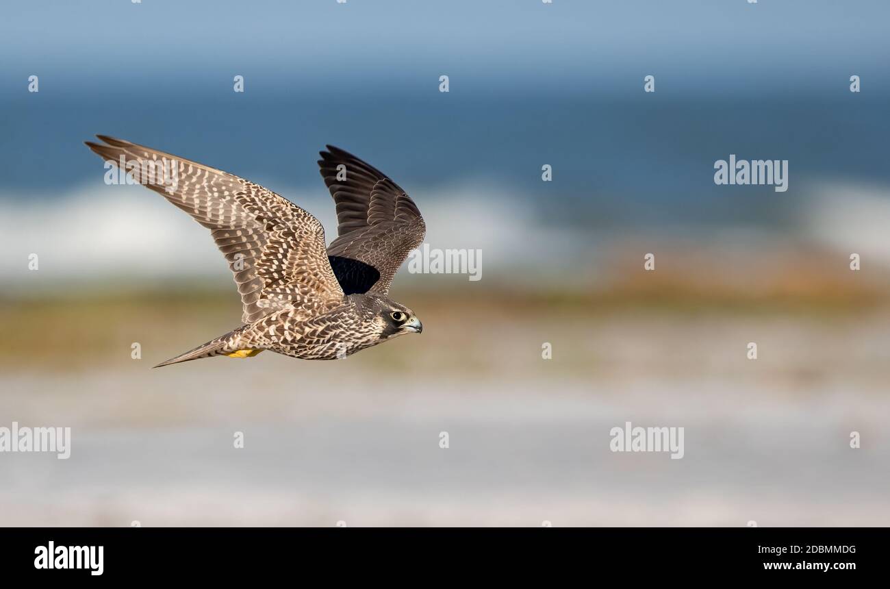 Peregrine Falcon Portrait Stock Photo - Alamy